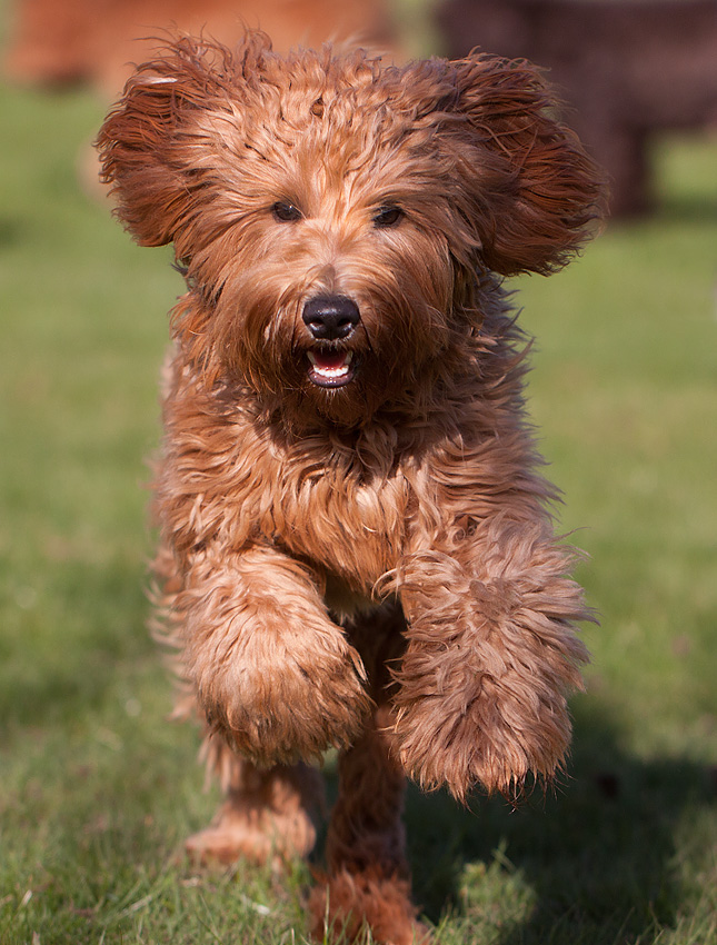De Grippen Australian Labradoodle - Planning Pups