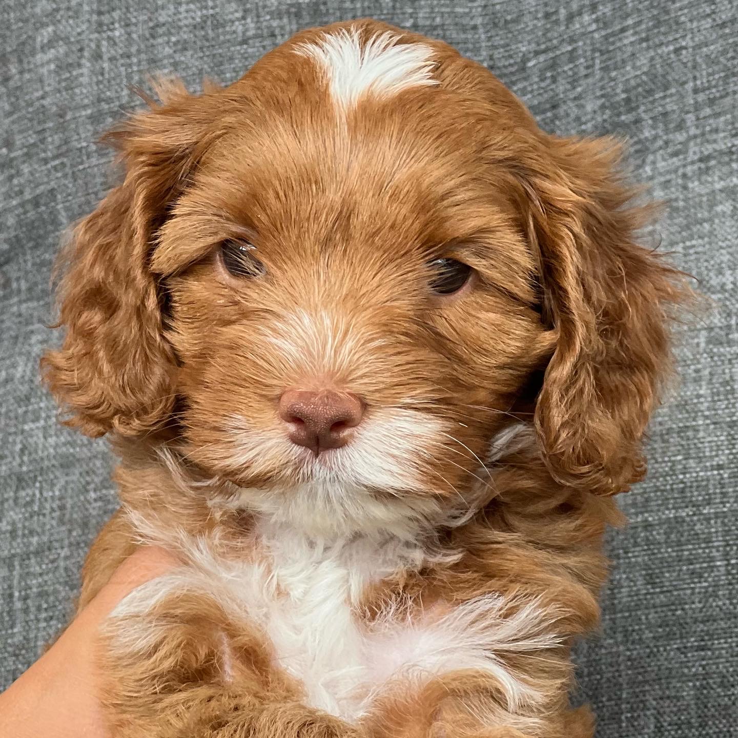 De Grippen Australian Labradoodle - Pip