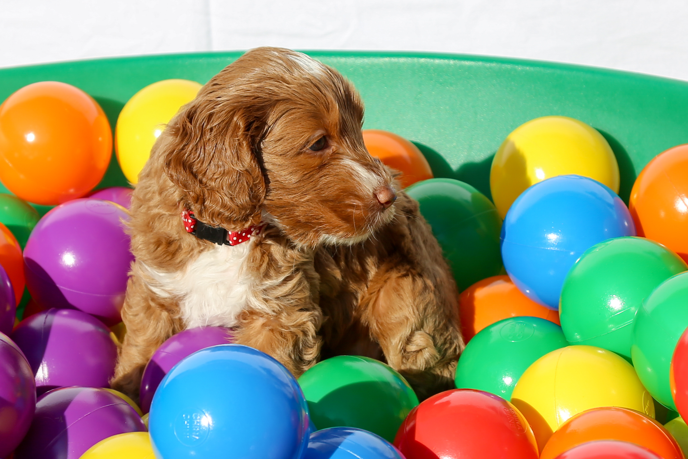 De Grippen Australian Labradoodle - Nest Puck & Diesel