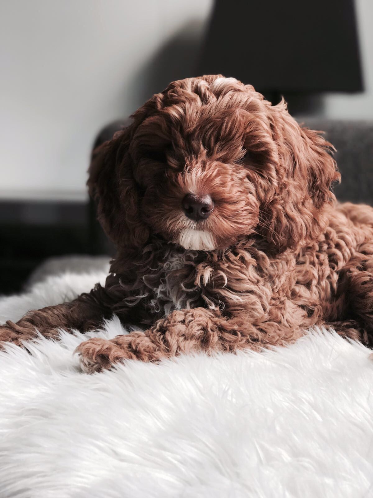 De Grippen Australian Labradoodle - Teddy