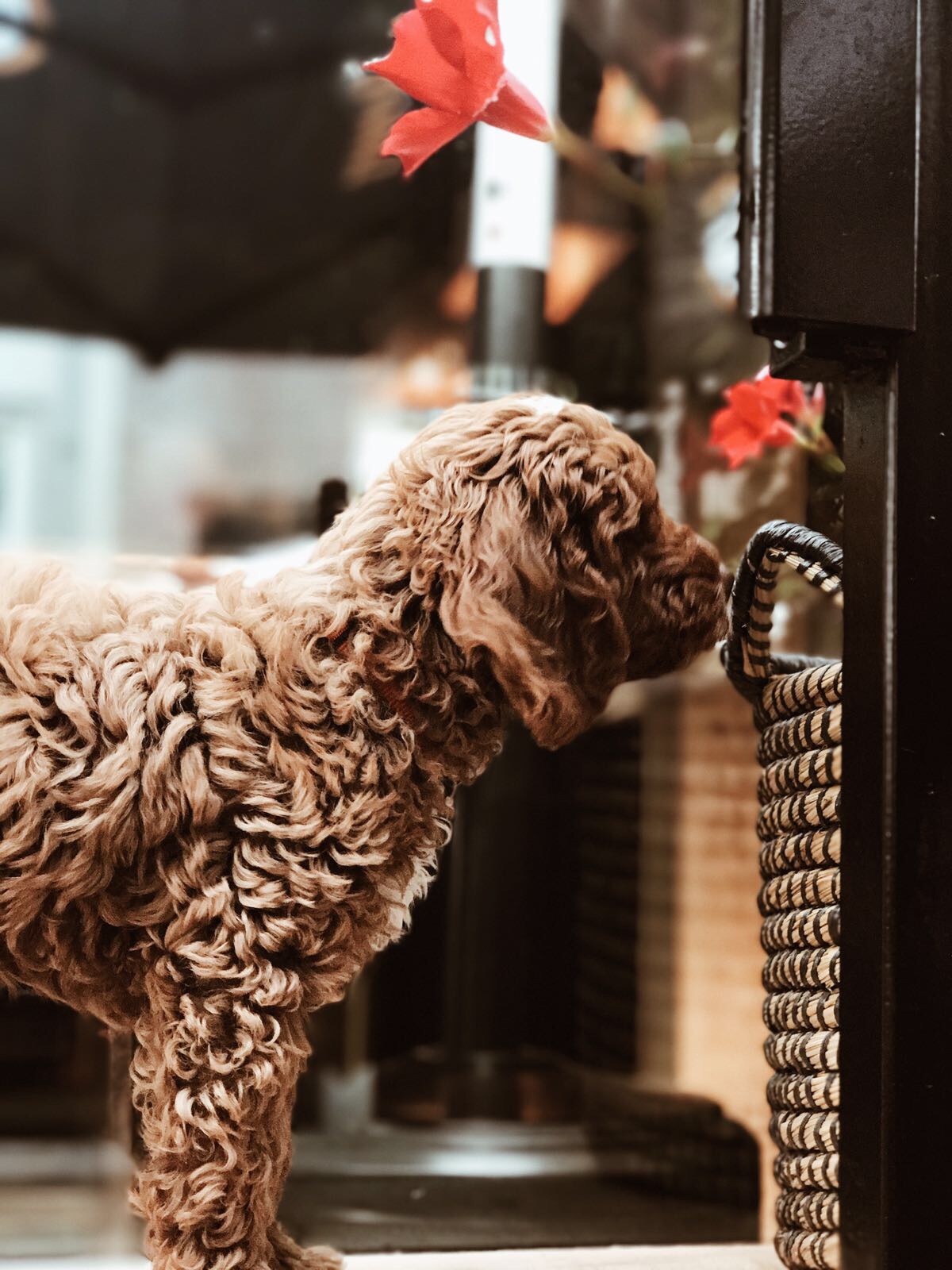 De Grippen Australian Labradoodle - Teddy