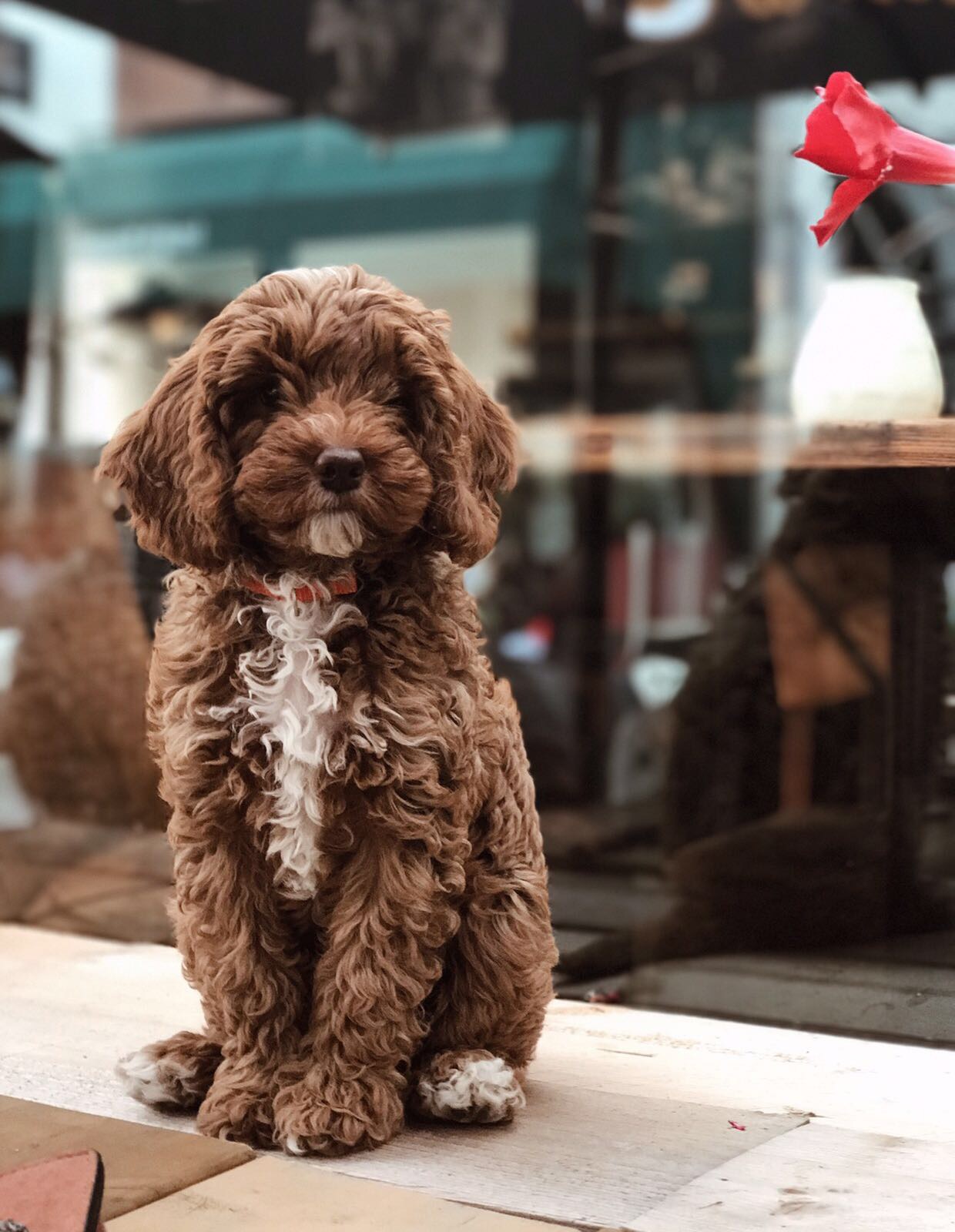De Grippen Australian Labradoodle - Teddy
