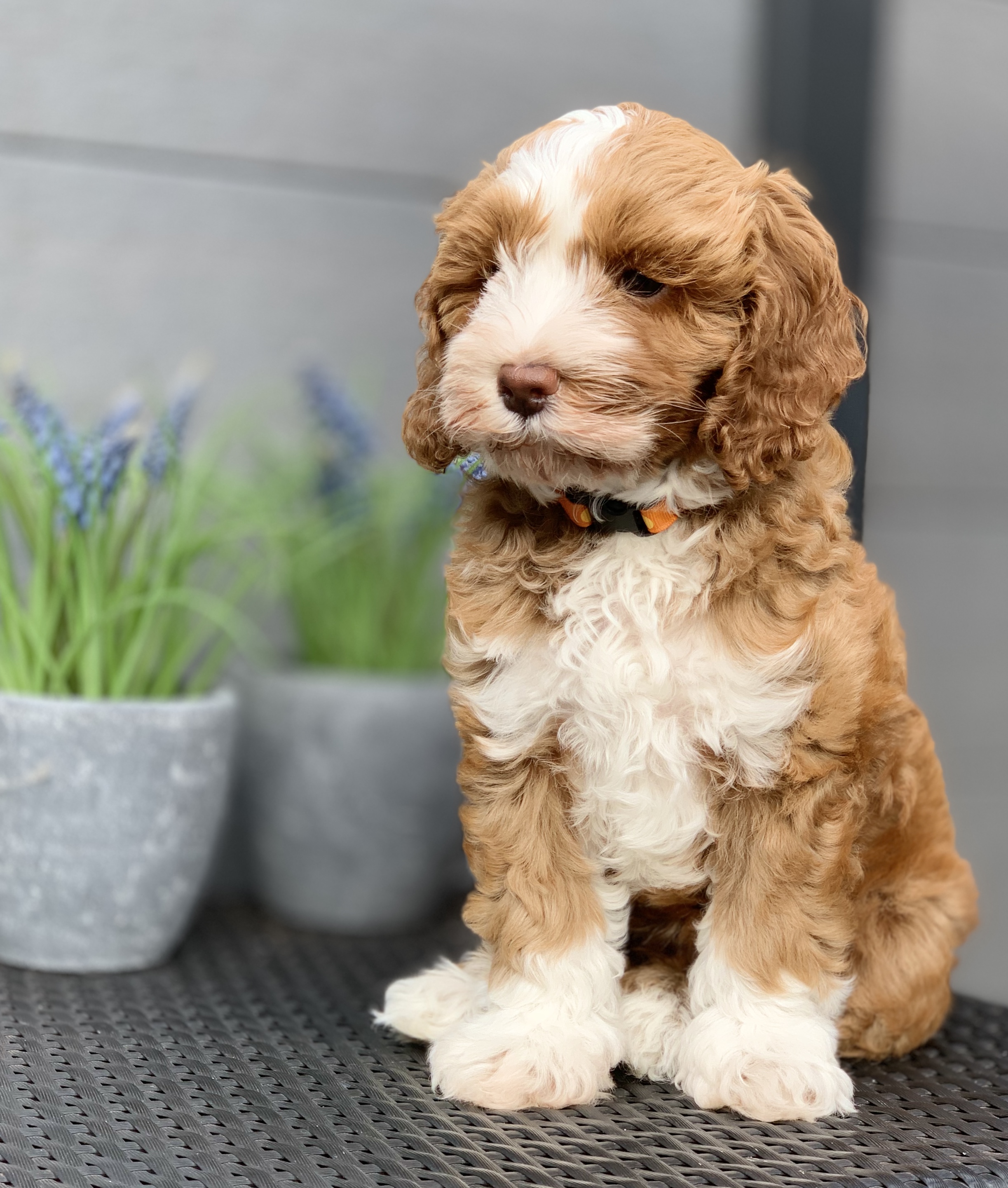 De Grippen Australian Labradoodle - Pup kopen